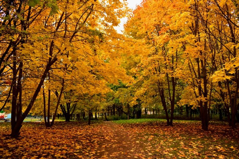 Google search trends to help with your autumn marketing